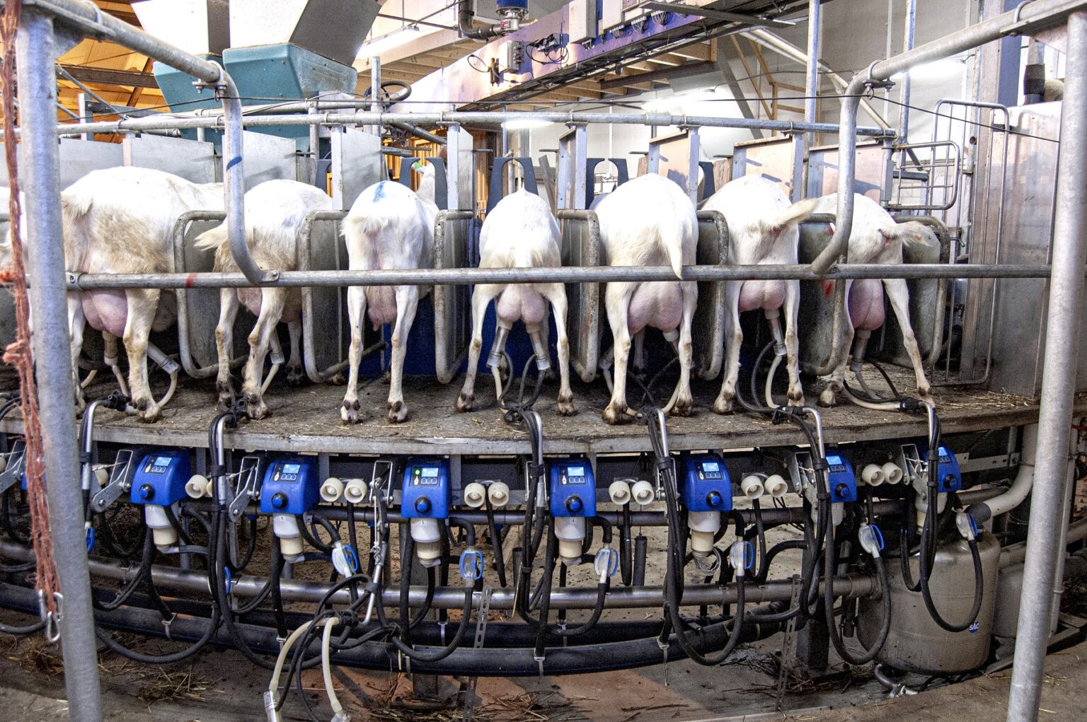 Geitenhouder krijgt 10.000 euro boete van NVWA – Geitenhouderij