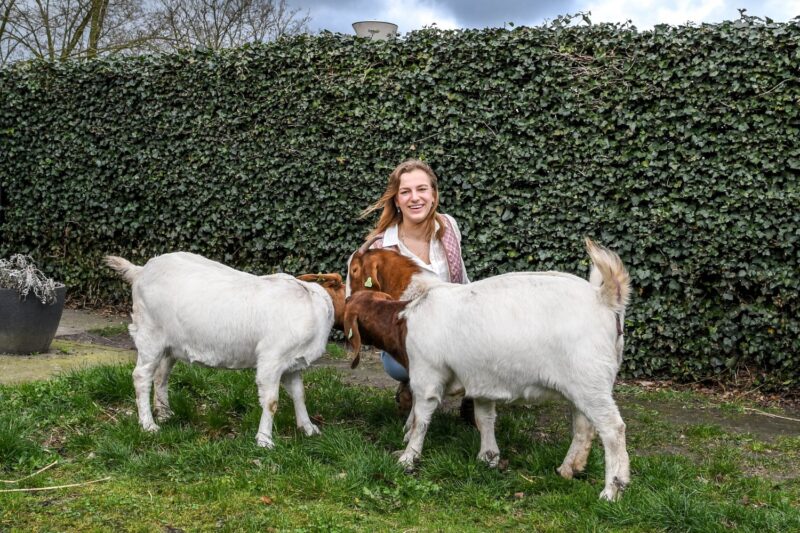 Boergeit voor de kar – Geitenhouderij