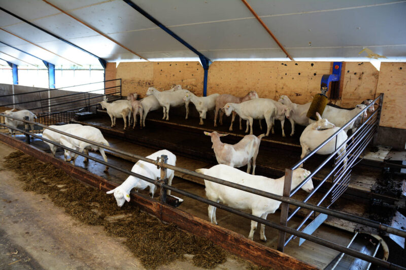 Stalsysteem Blije Geit – Trap op en af – Geitenhouderij