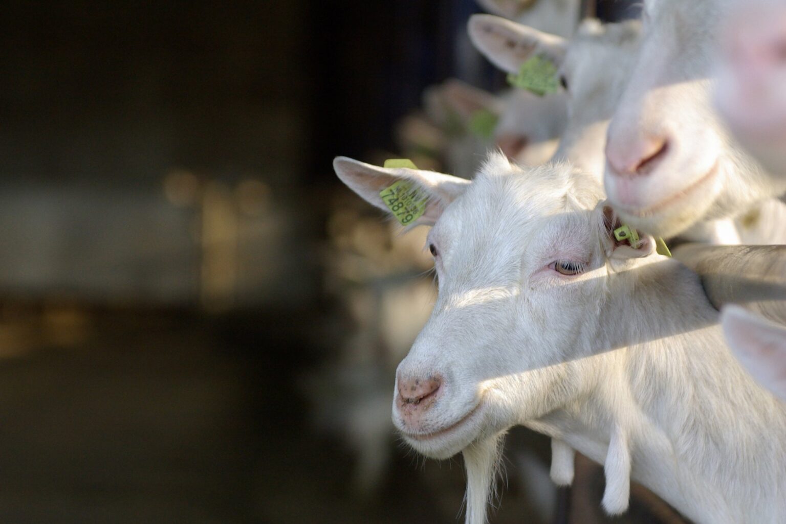 Ziekteverwekkers bij geiten – Indringers in en rondom de geit ...
