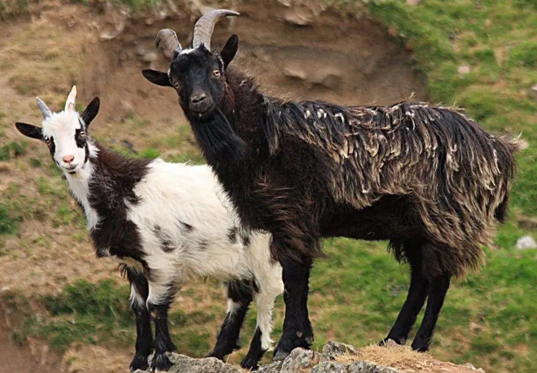 Engeland zet Cheviot geit op lijst met zeldzame rassen – Geitenhouderij