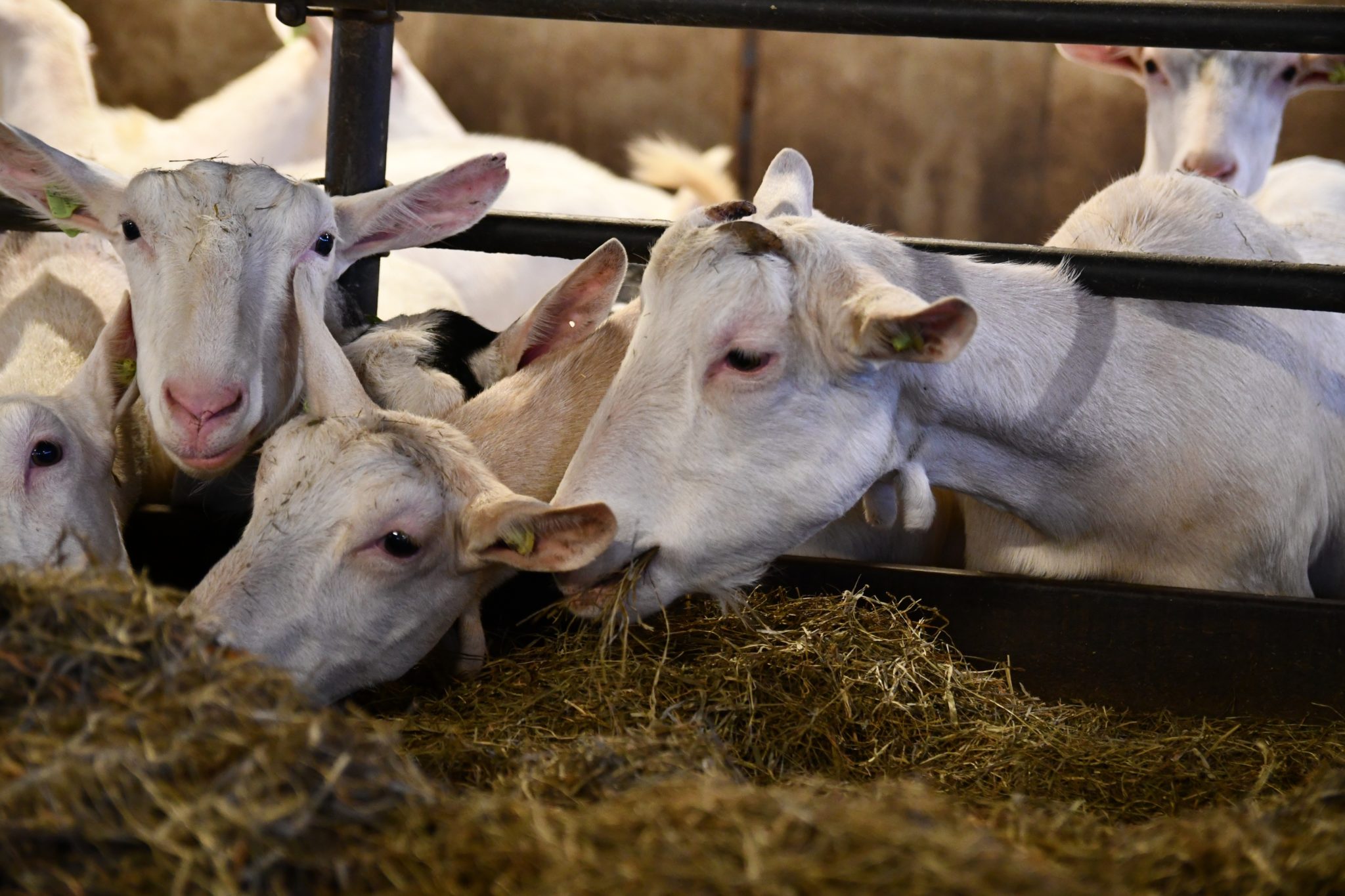 476.000 geiten in Nederland – Geitenhouderij