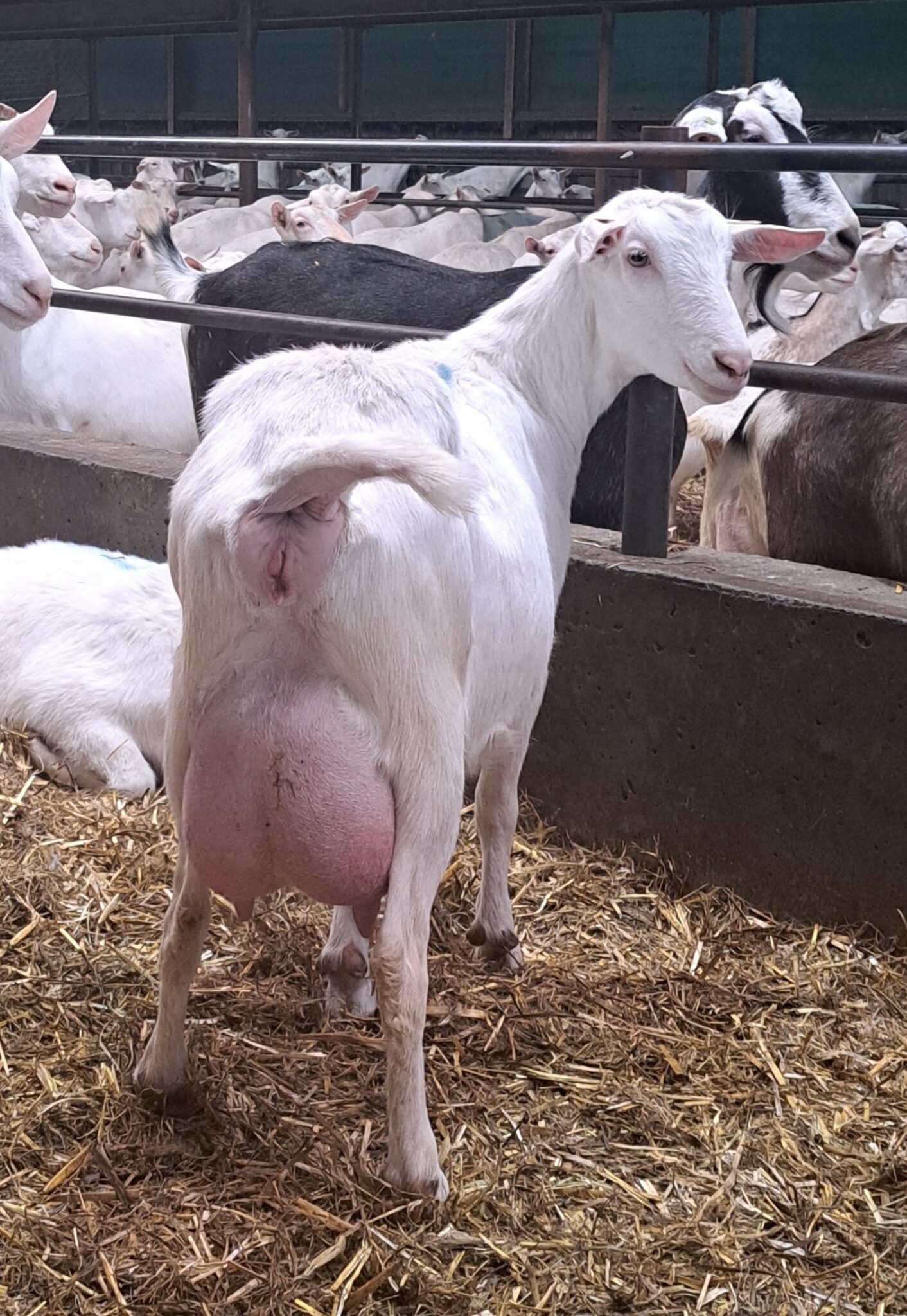 Bijzondere loopbaan voor bok Merilla Mercurius – Geitenhouderij