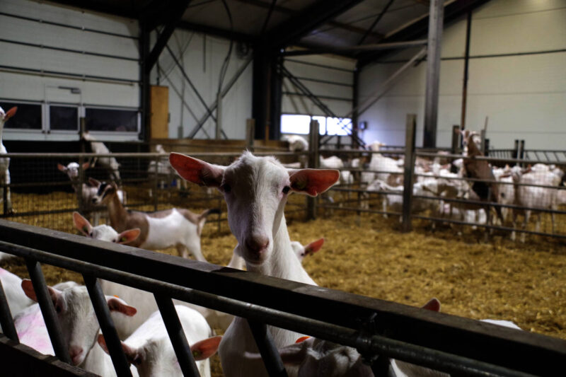 Contagious caprine pleuropneumonia (CCPP) – Geitenhouderij