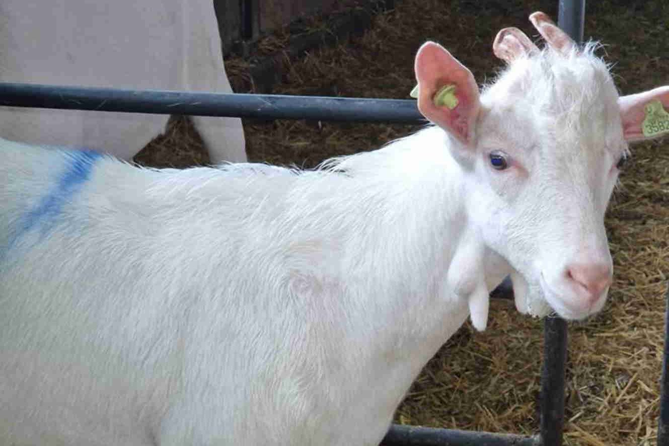 Niet-besmettelijke oorzaken van huidproblemen – Met huid en haar ...