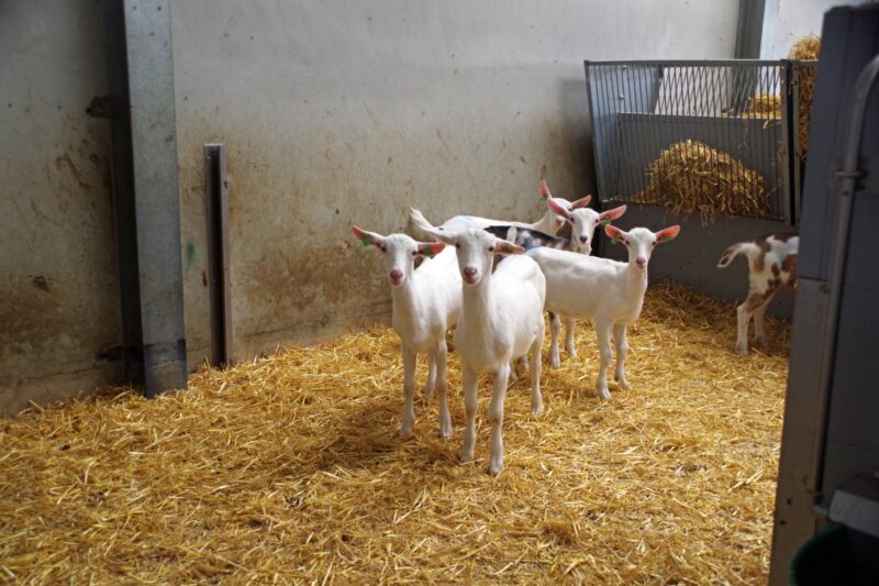 Monitoren voor een succesvolle opfok – Geitenhouderij