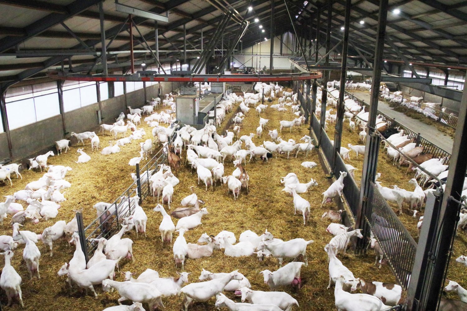 476.000 geiten in Nederland – Geitenhouderij