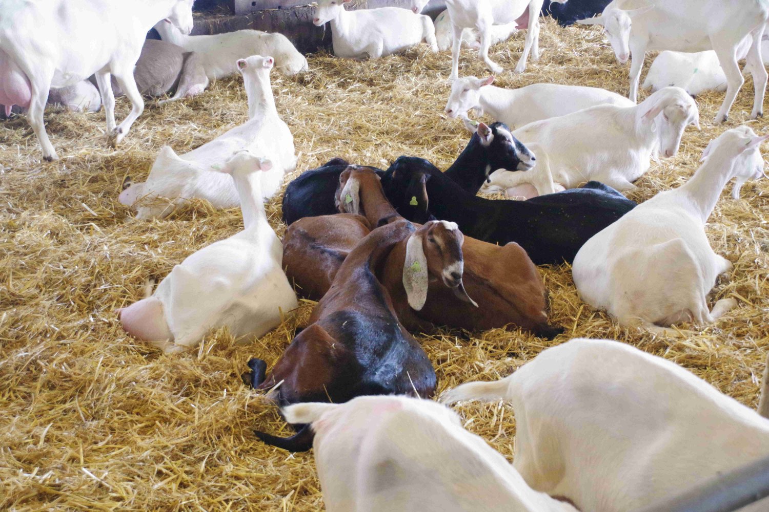 Geitenhouderij – Vakblad voor alle geitenhouders