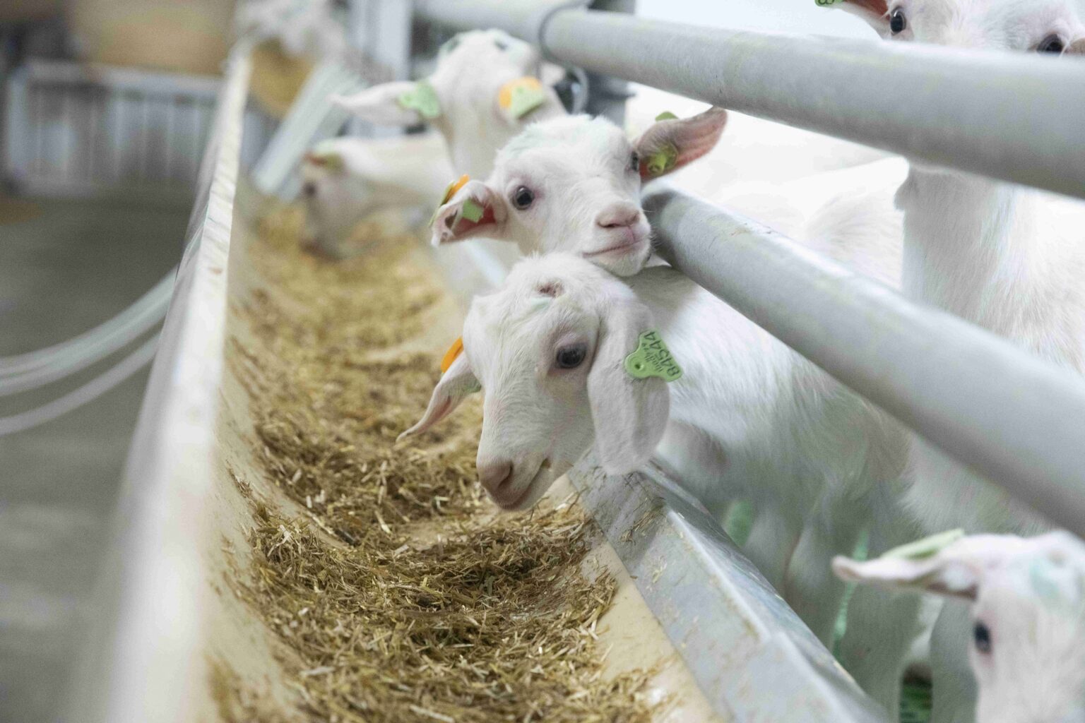 Geitenhouderij – Vakblad voor alle geitenhouders