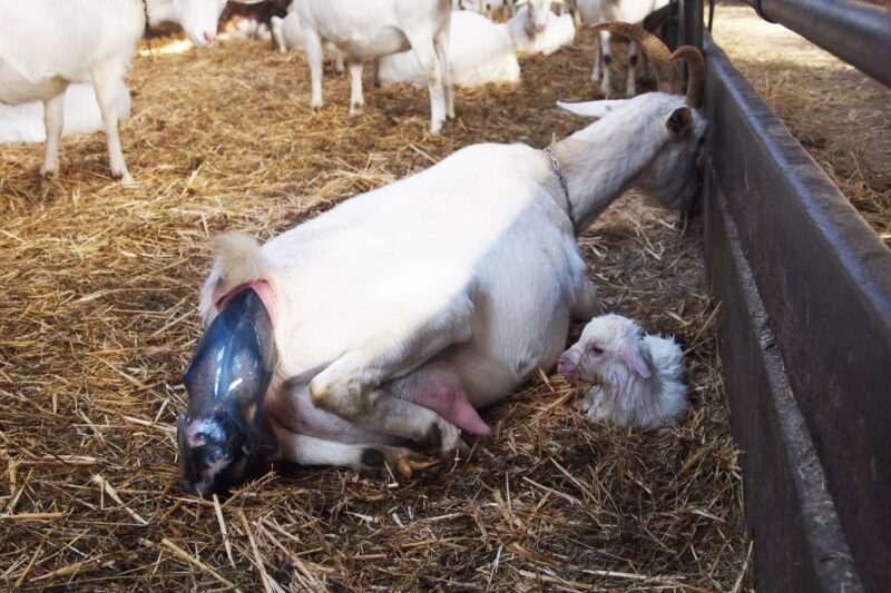 Chlamydia abortus: een kiem om rekening mee te houden – Geitenhouderij