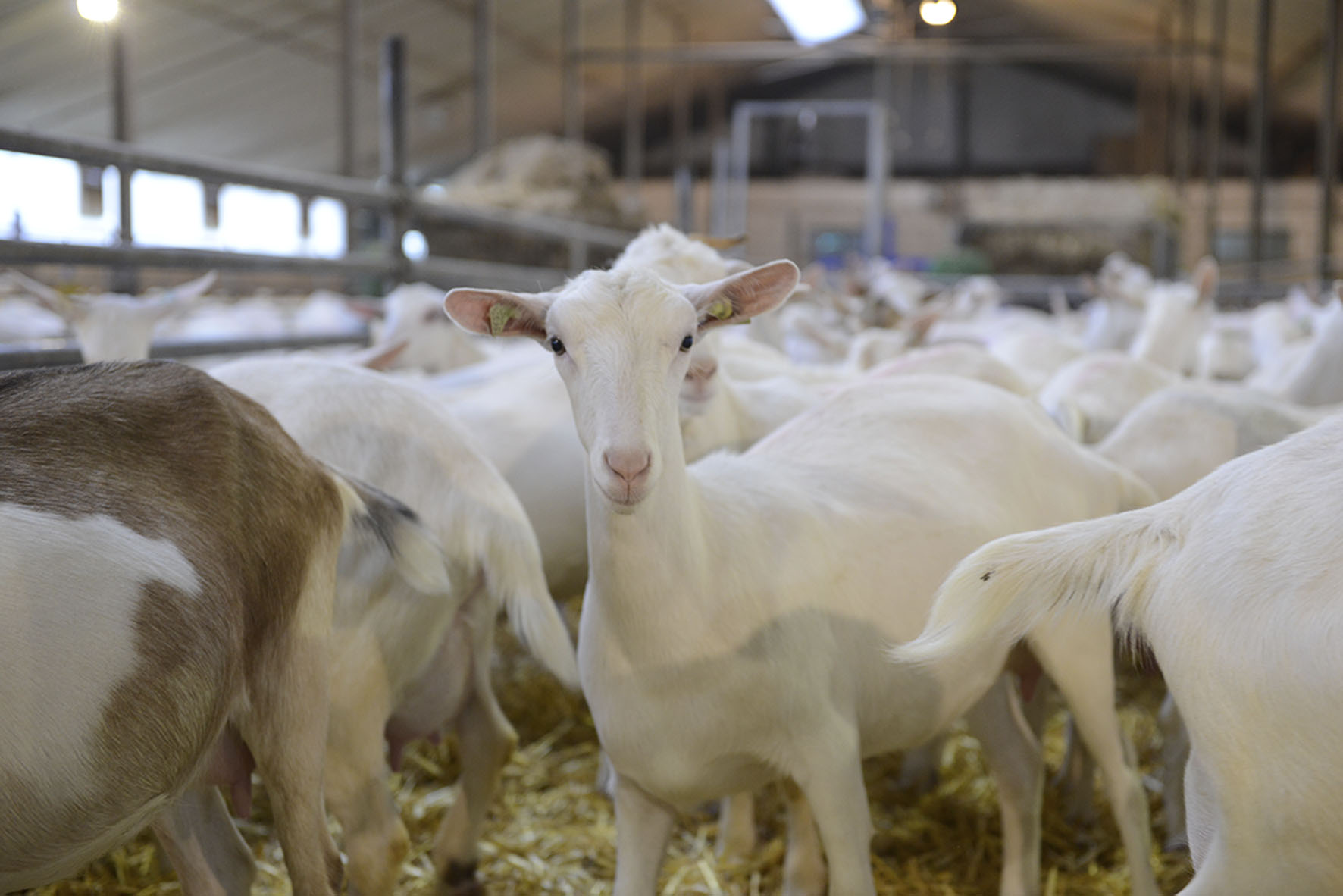 Nieuws – Geitenhouderij