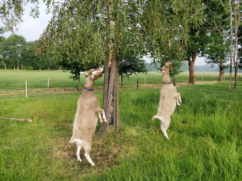 Bomen en struiken goed voor geit – Geitenhouderij