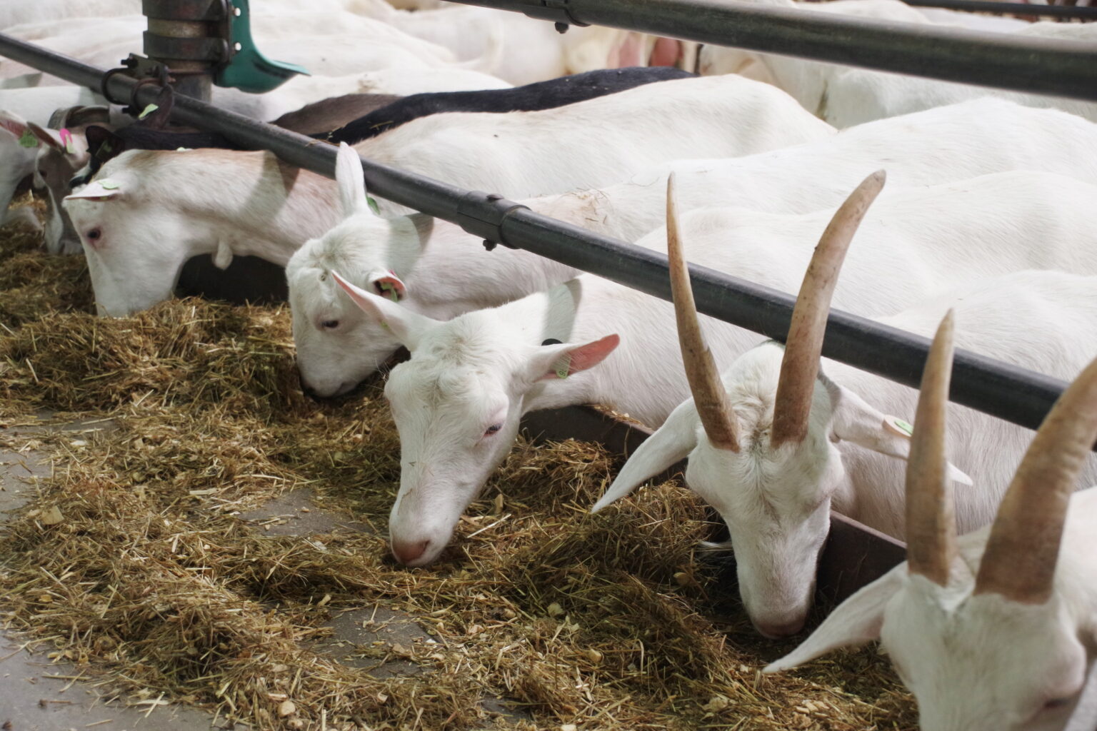 Geitenhouder krijgt 10.000 euro boete van NVWA – Geitenhouderij