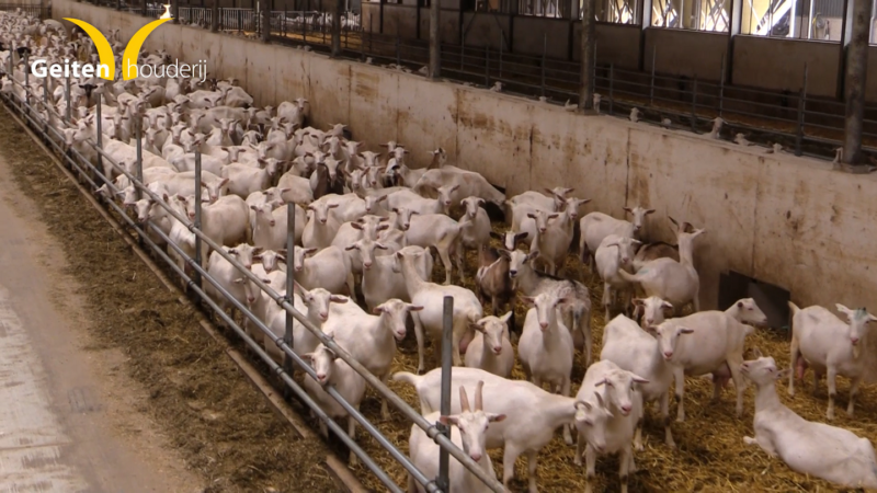 Kreupelheid melkgeiten veroorzaakt door Helcococcus ovis – Geitenhouderij