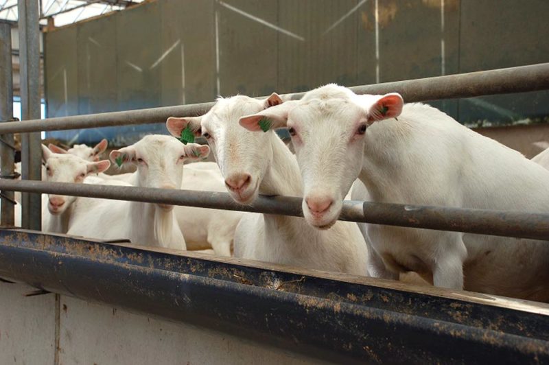 Geitenhouder krijgt 10.000 euro boete van NVWA – Geitenhouderij