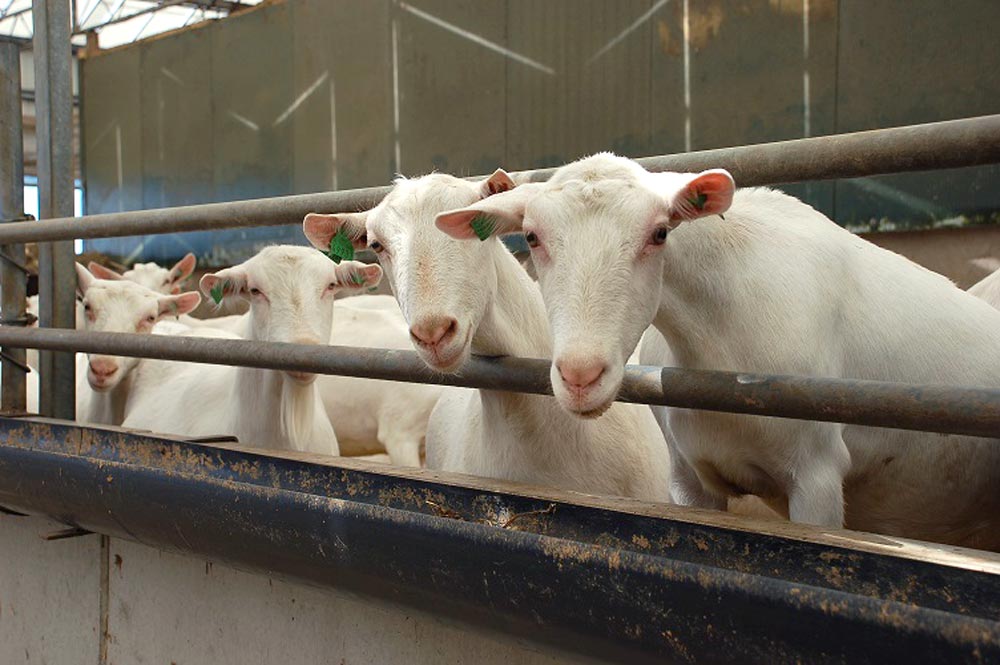 Ziekteverwekkers bij geiten – Indringers in en rondom de geit ...