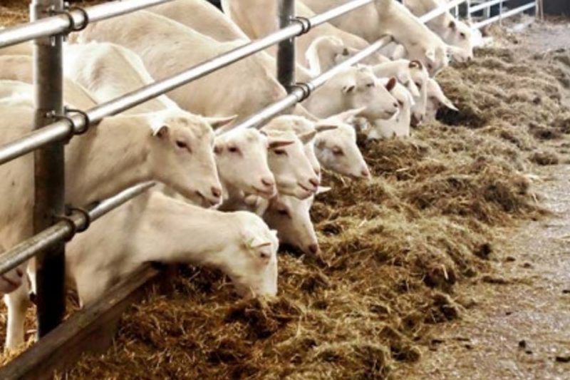 Coxevac werkt, maar … – Geitenhouderij