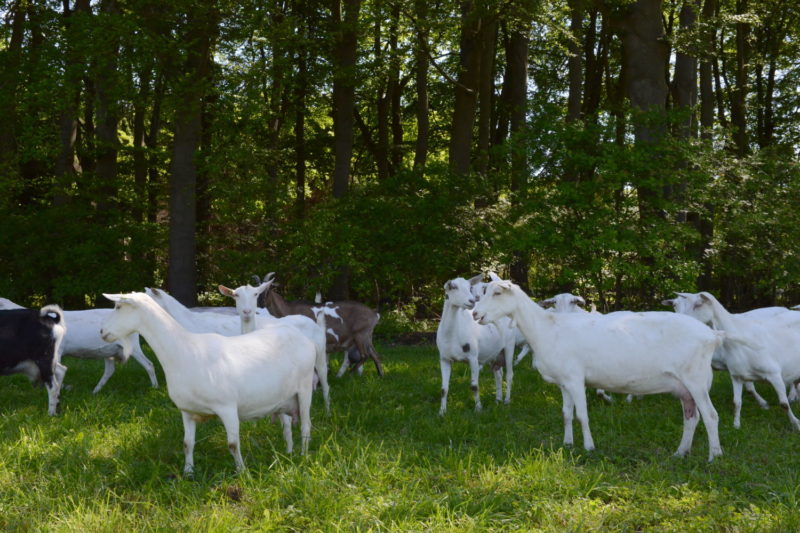 geitenhouderij-vakblad-voor-alle-geitenhouders