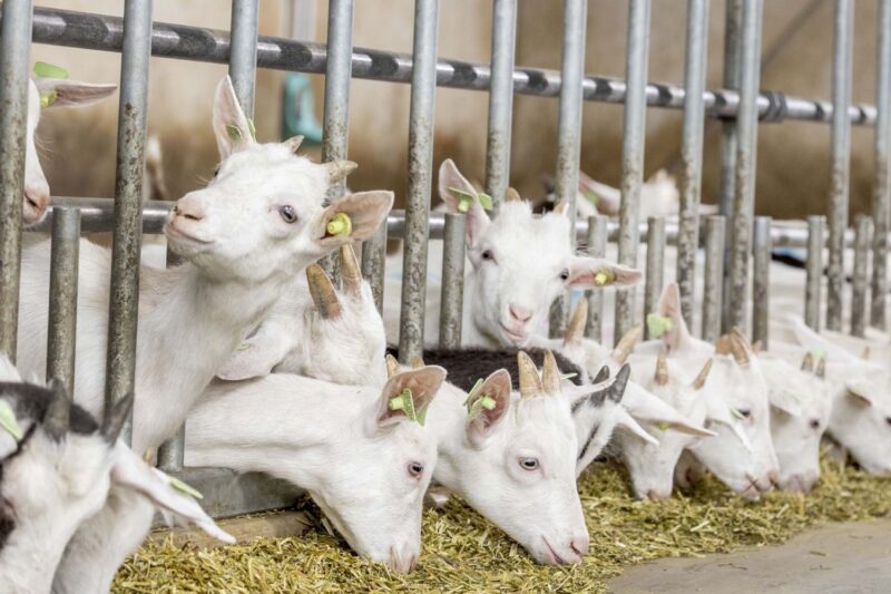 Geitenhouderij – Vakblad voor alle geitenhouders