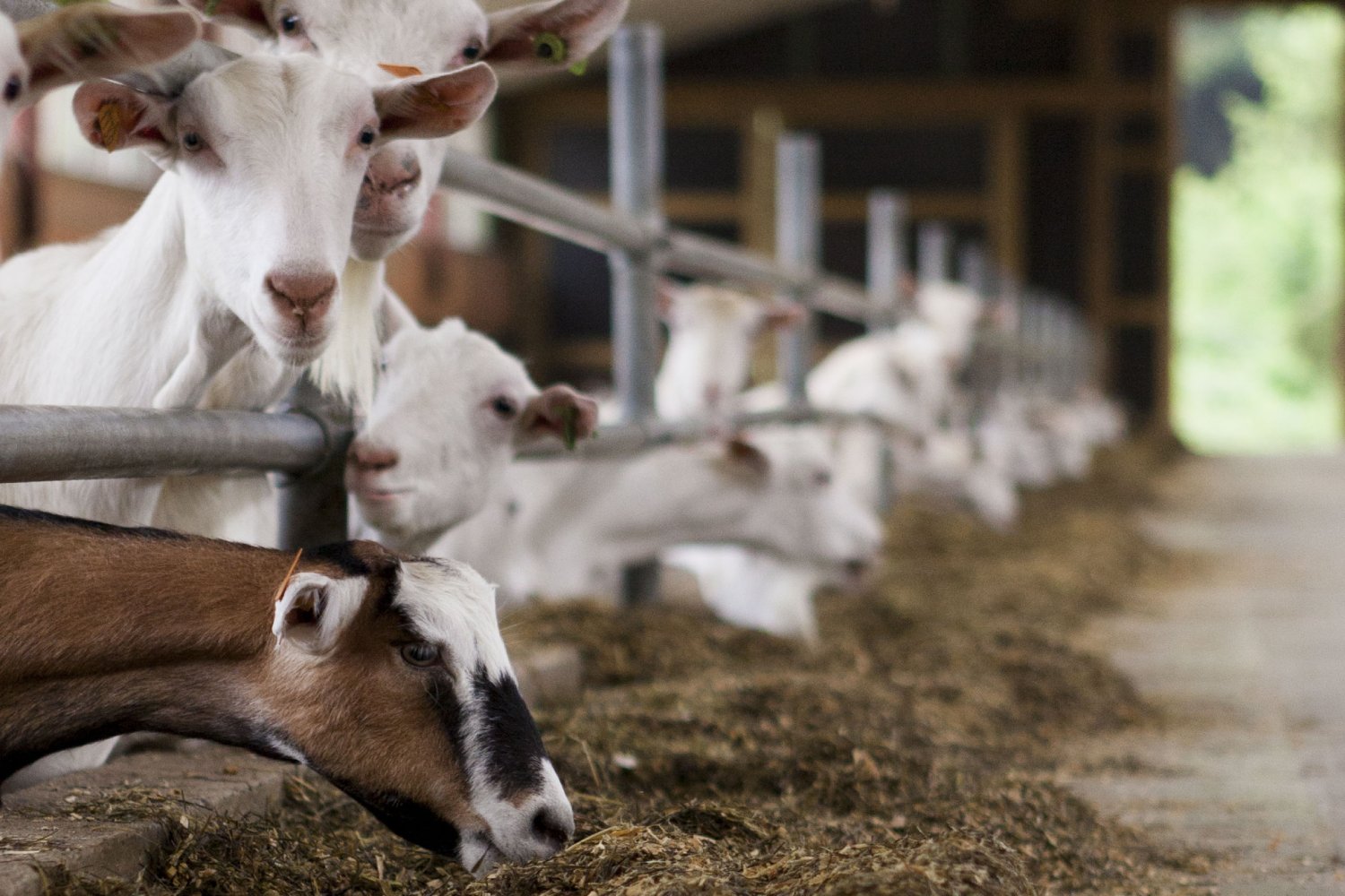 Nieuws – Geitenhouderij