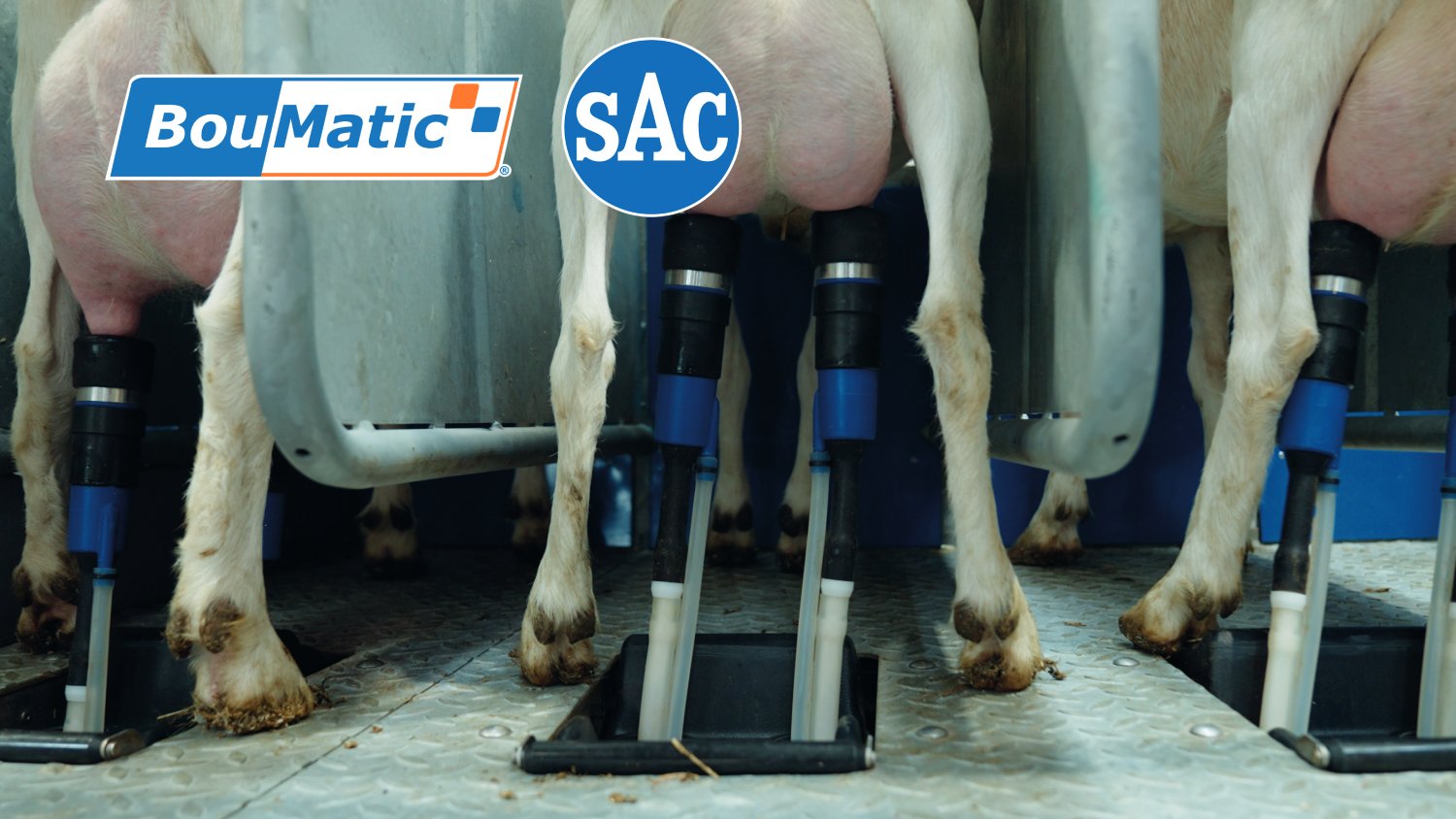 BouMatic en SAC bundelen krachten: één sterk merk vanaf 2026 ...