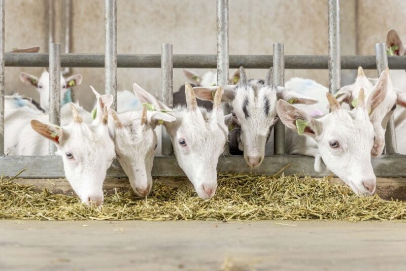 Longontsteking door Mannheimia haemolytica bij geitenlammeren ...