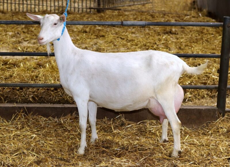 Hoogste selectie-indexen voor Merilla’s – Geitenhouderij