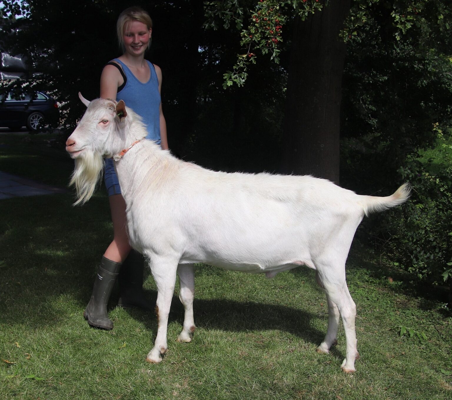 Hoogste selectie-indexen voor Merilla’s – Geitenhouderij