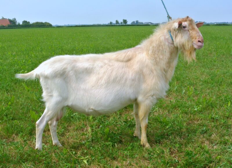 Bijzondere loopbaan voor bok Merilla Mercurius – Geitenhouderij