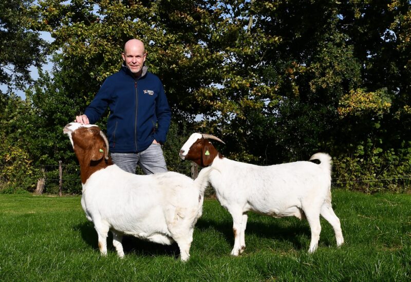 Een robuust ras – Geitenhouderij