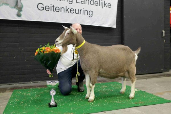 Toggenburger is mooiste geit – Geitenhouderij