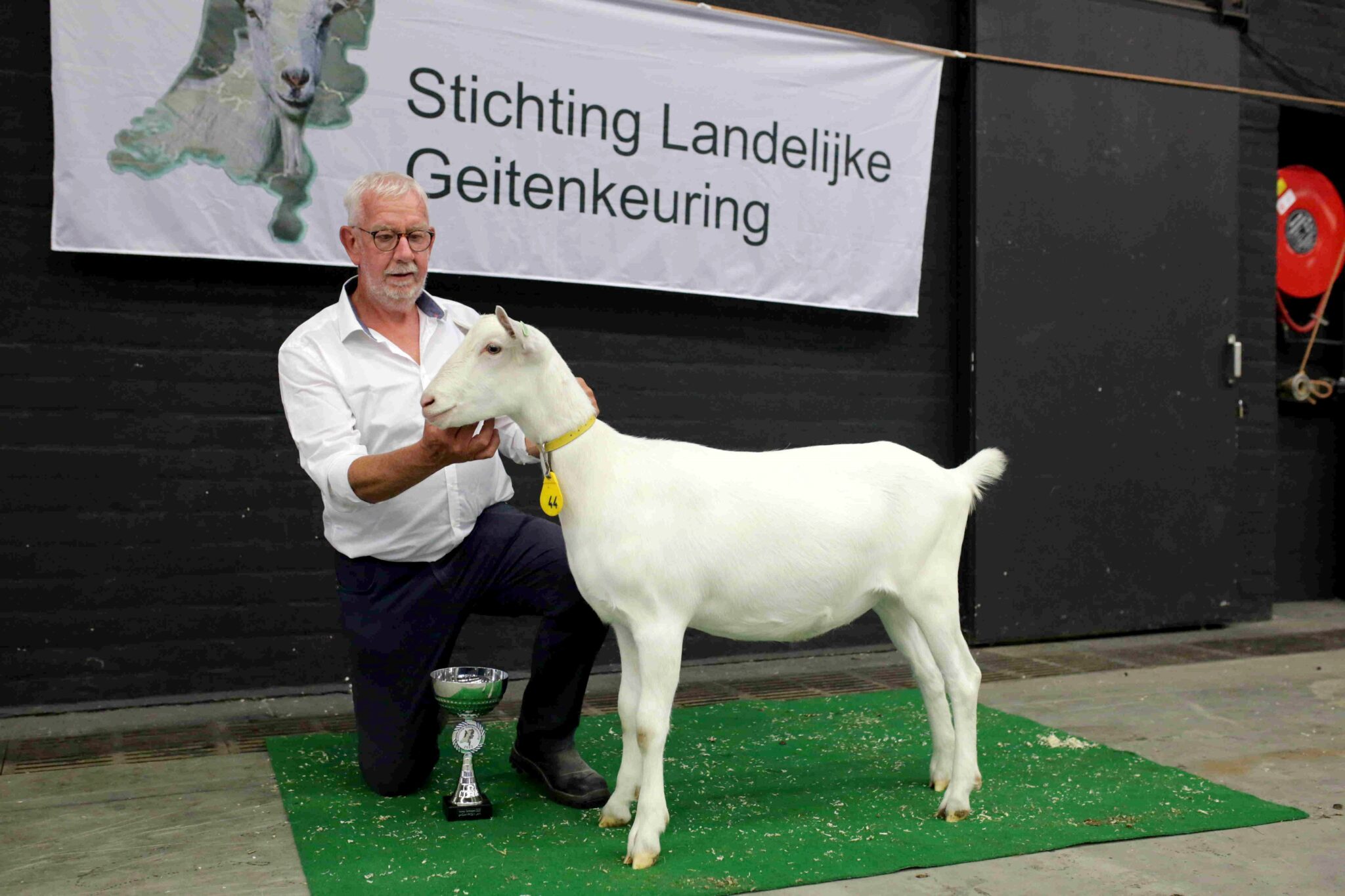 Toggenburger is mooiste geit – Geitenhouderij