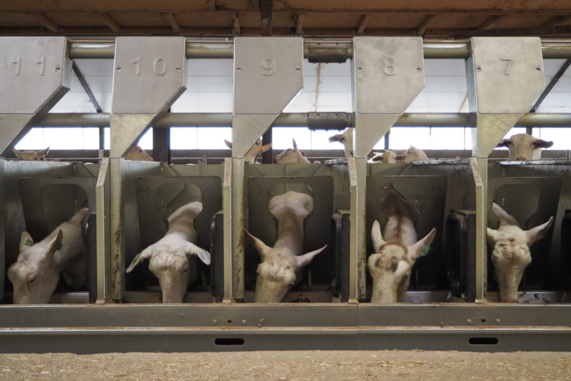 CombiFort voert 1.000 geiten – Geitenhouderij