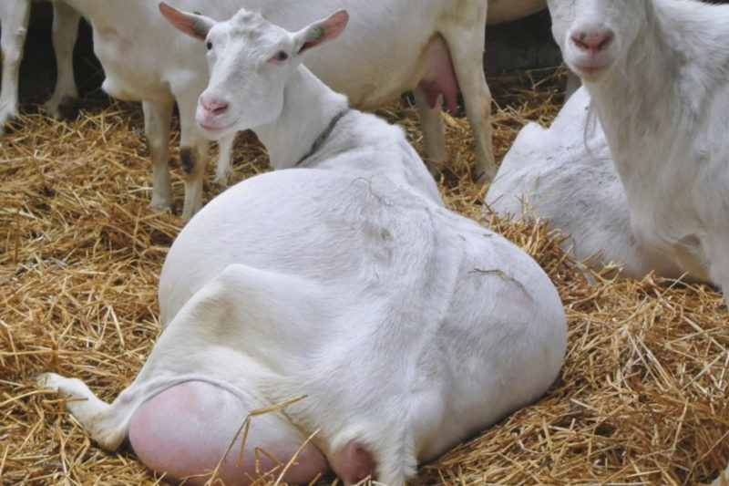 Melkgeiten voeding technisch ondersteunen tijdens de transitie ...