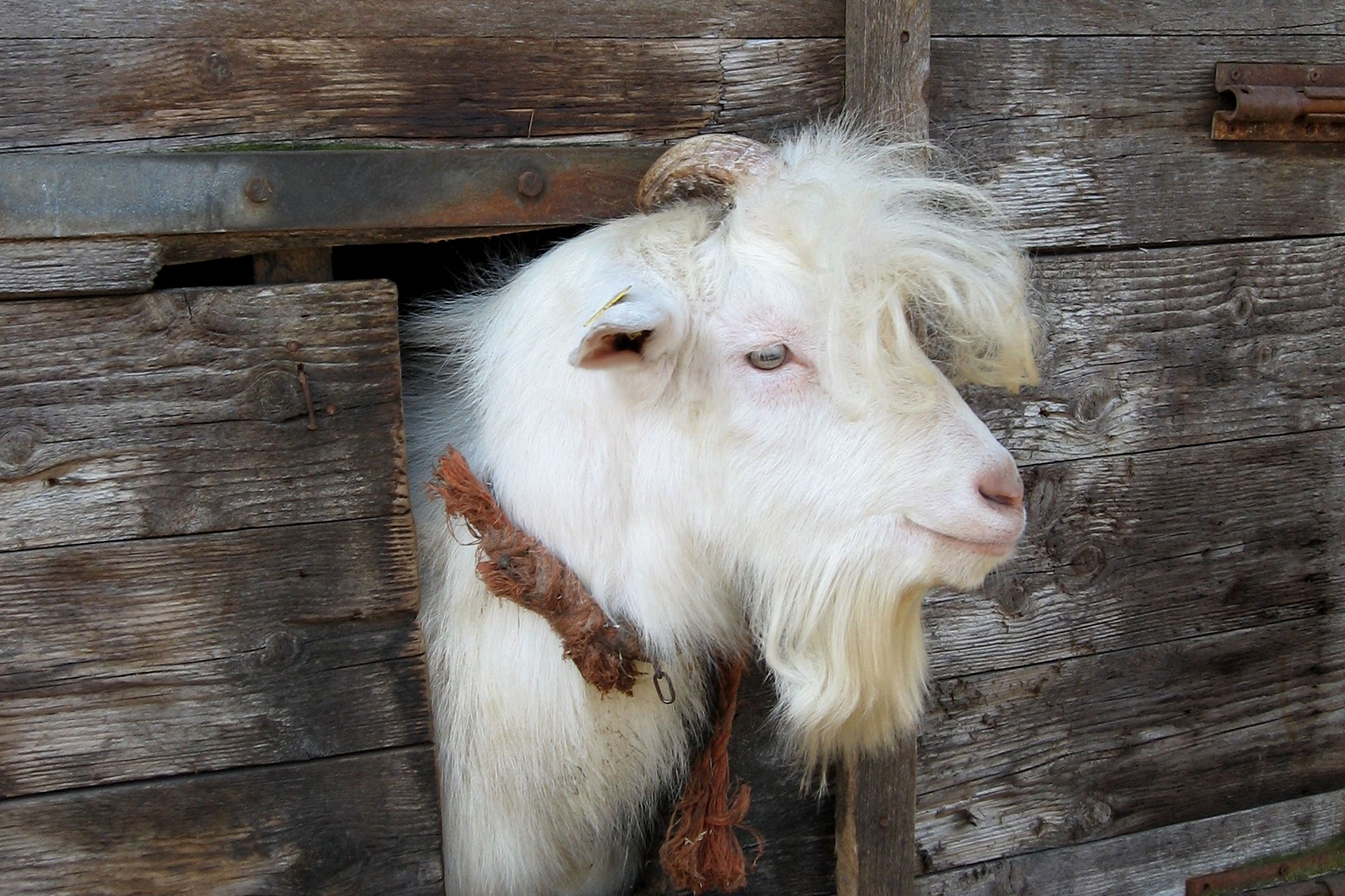 Ziekteverwekkers bij geiten – Indringers in en rondom de geit ...