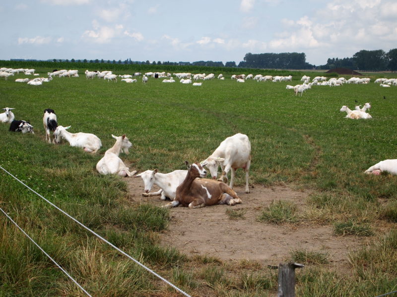 Proefstalstatus voor biologisch emissiearm systeem – Geitenhouderij