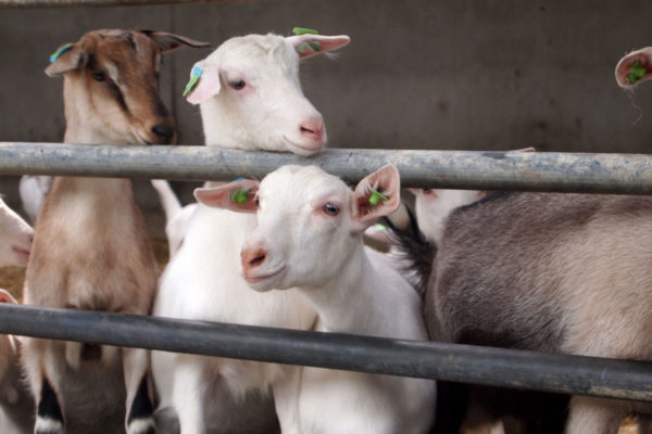 Hyproca Goat Milk wordt Holland Goat Milk – Geitenhouderij
