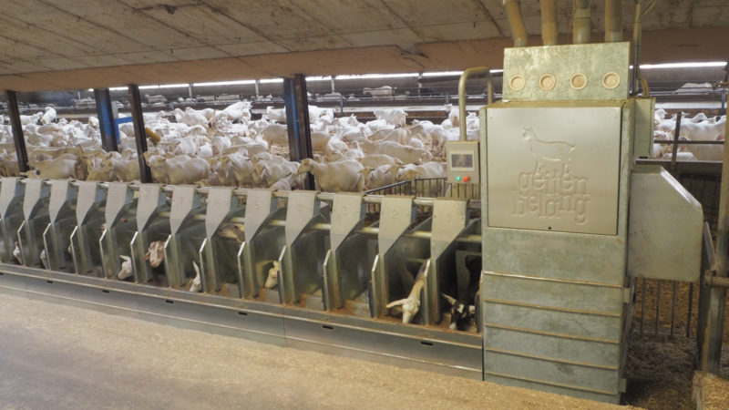CombiFort voert 1.000 geiten – Geitenhouderij