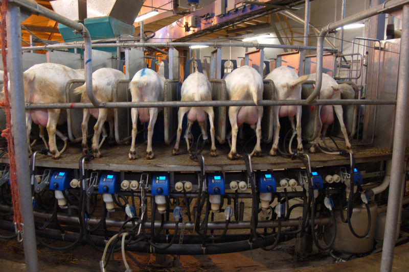 Melkmachine en uiergezondheid bij geiten – Geitenhouderij