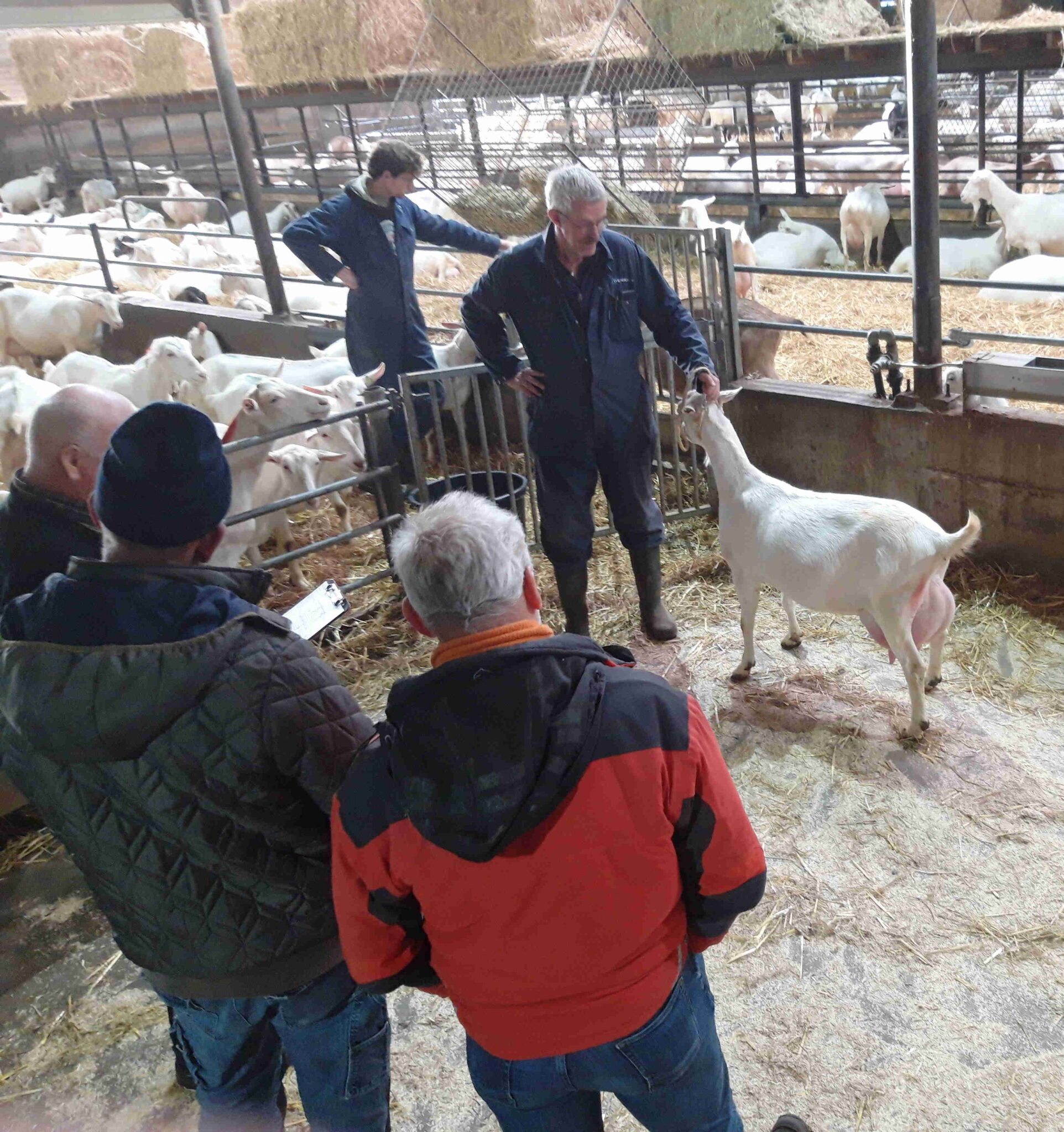 Zes A-geiten voor Meekma – Geitenhouderij