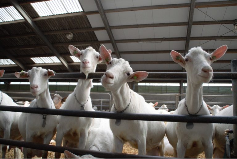 Nieuws – Geitenhouderij
